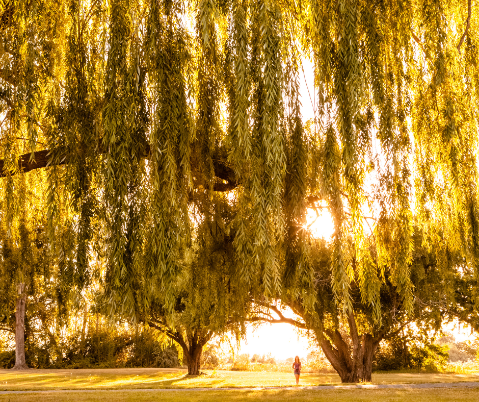 Are You Hiding from Love? - Sarah Geringer