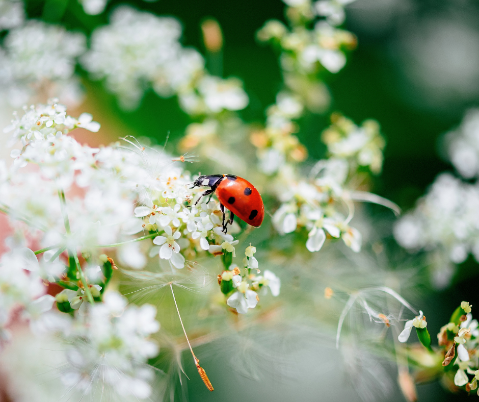 6 Ways Jesus Placed Great Value on Small Things - Sarah Geringer